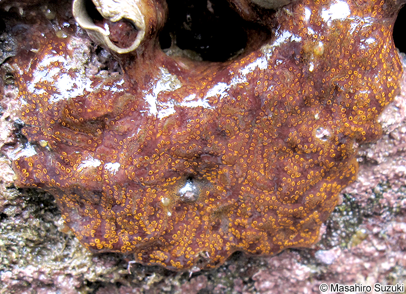 イタボヤ科の仲間 Botryllidae spp.