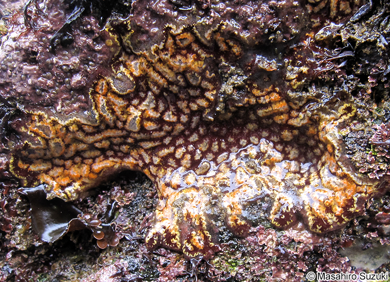 イタボヤ科の仲間 Botryllidae spp.