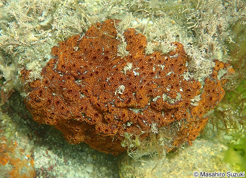 イタボヤ科の仲間 Botryllidae spp.