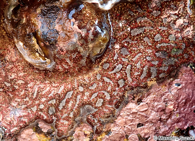 イタボヤ科の仲間 Botryllidae spp.