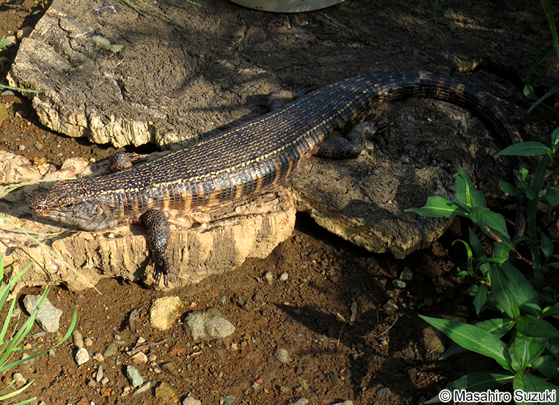 イワヤマプレートトカゲ Matobosaurus varidus