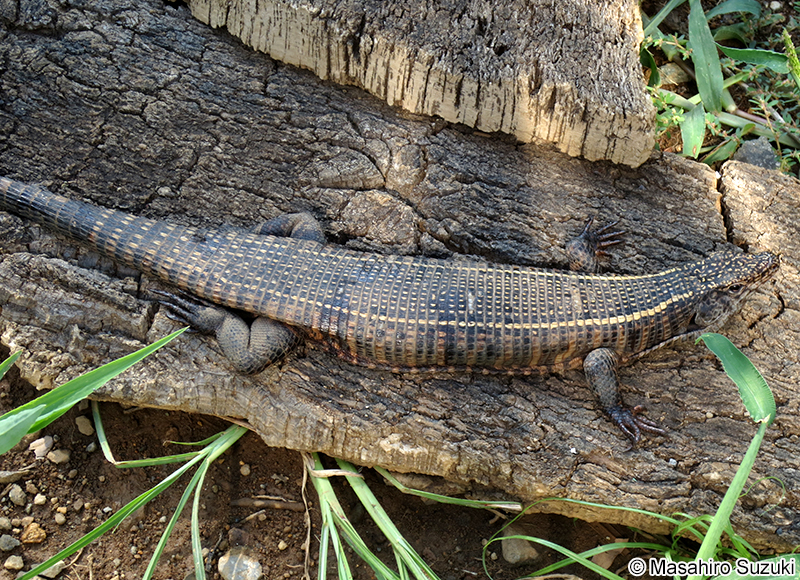 イワヤマプレートトカゲ Matobosaurus varidus