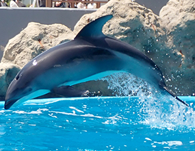 鯨河馬形亜目 Suborder Whippomorpha