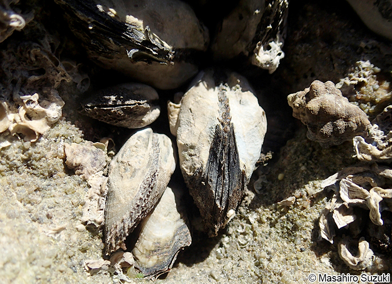 広義のカリガネエガイ Barbatia virescens sensu lato
