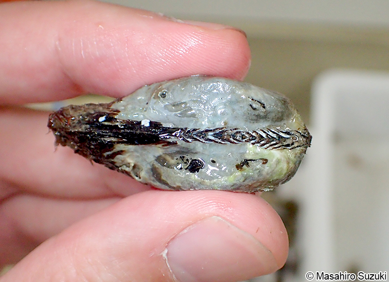 広義のカリガネエガイ Barbatia virescens sensu lato