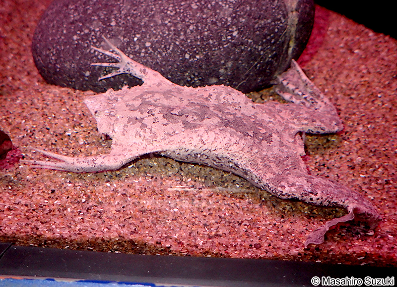 コモリガエル Pipa pipa