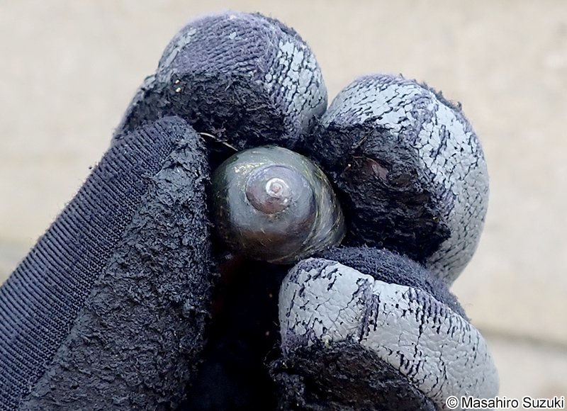 クビレクロヅケ Monodonta perplexa