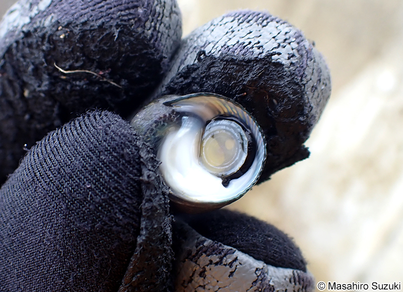 クビレクロヅケ Monodonta perplexa