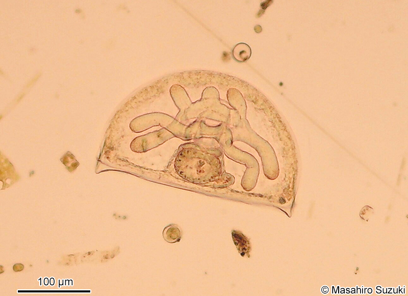 舌殻類の幼生 Lingulida sp.