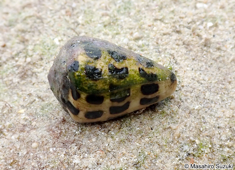 マダライモ Conus ebraeus
