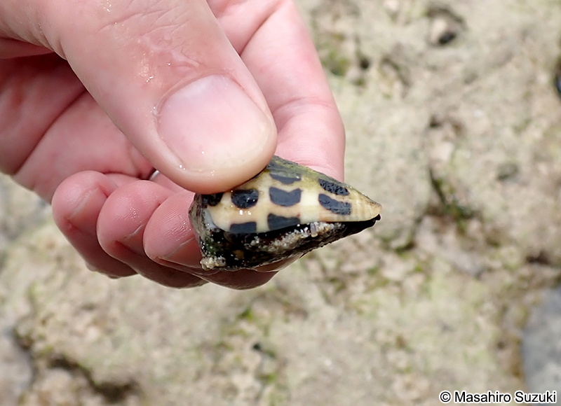 マダライモ Conus ebraeus