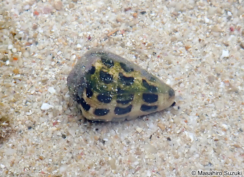 マダライモ Conus ebraeus