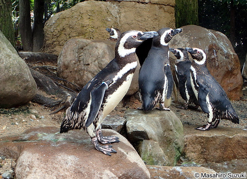 マゼランペンギン Spheniscus magellanicus