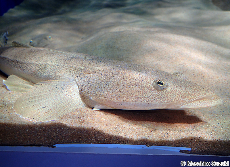 マゴチ Platycephalus sp.