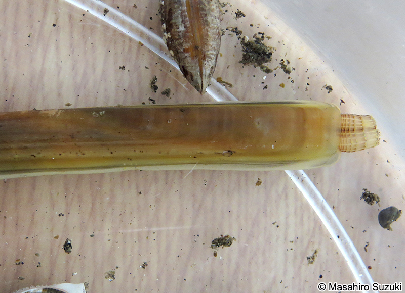 マテガイ Solen strictus