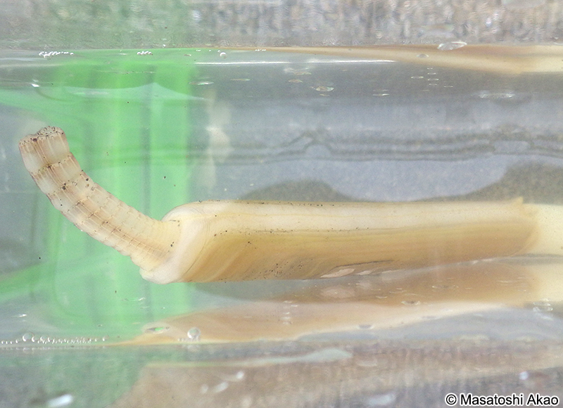 マテガイ Solen strictus