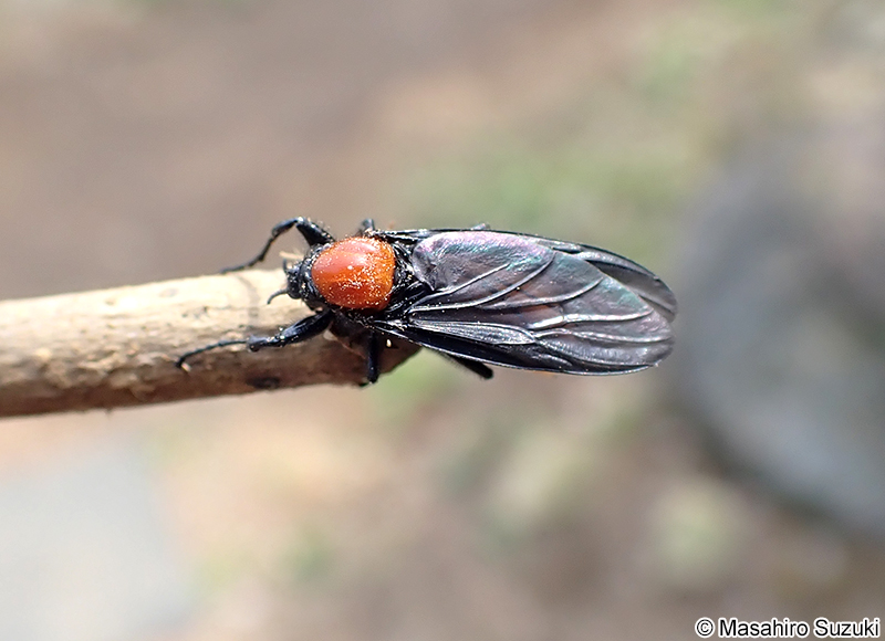 メスアカケバエ Bibio rufiventris
