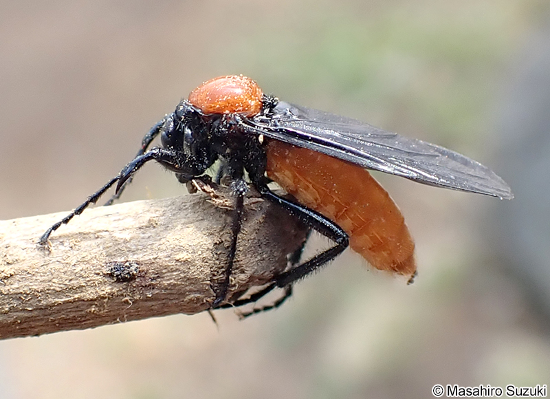 メスアカケバエ Bibio rufiventris