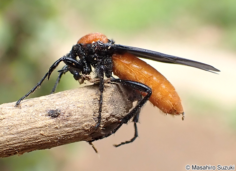 メスアカケバエ Bibio rufiventris
