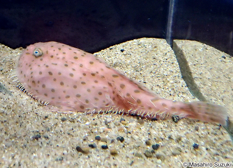 ミドリフサアンコウ Chaunax abei