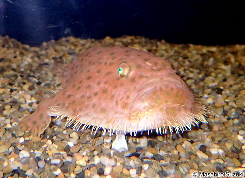 ミドリフサアンコウ Chaunax abei