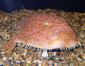 アンコウ目 Order Lophiiformes