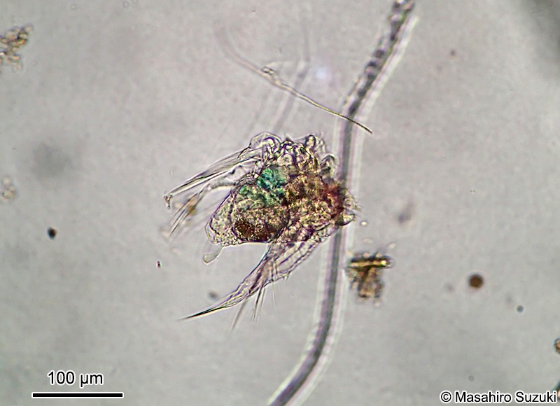 ミジンコワムシ属の1種 Hexarthra sp.