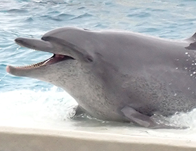 鯨河馬形亜目 Suborder Whippomorpha