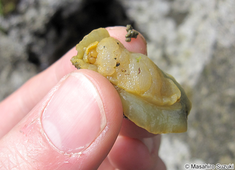 イソアワモチ近似種 Peronia sp.