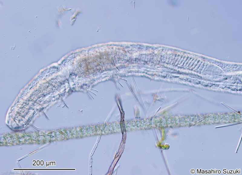 ミズミミズ属の1種 Nais sp.