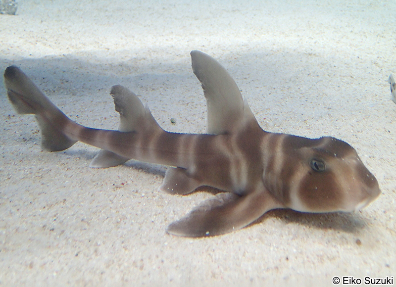 ネコザメ Heterodontus japonicus