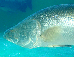 アジ系 Series Carangaria