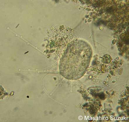 ヌクレアリア属の1種 Nuclearia sp.