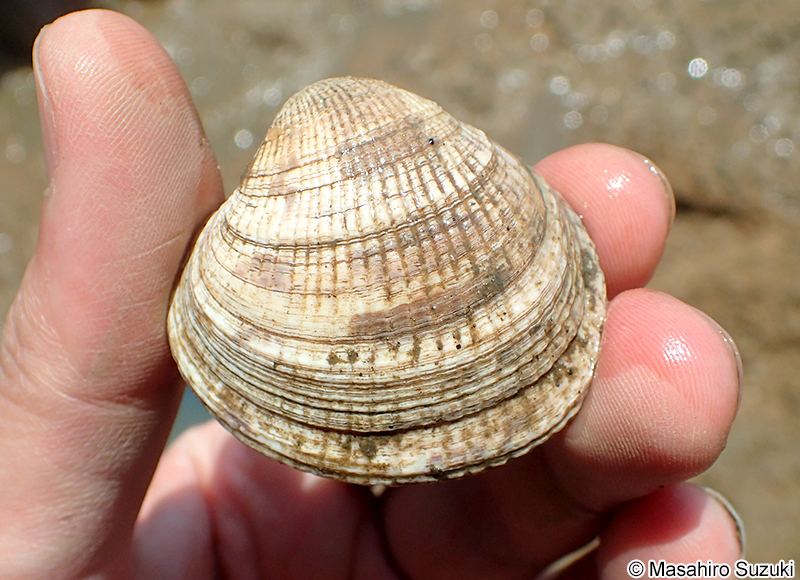 オニアサリ Leukoma jedoensis