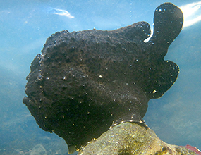 アンコウ目 Order Lophiiformes