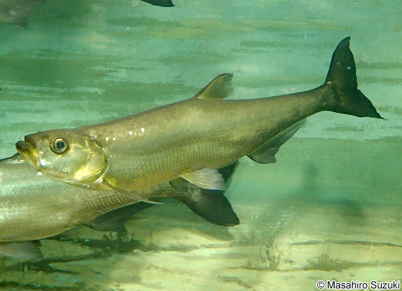 パイユ Chanodichthys erythropterus