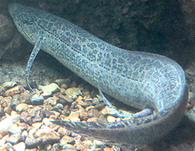 Class Dipnotetrapodomorpha