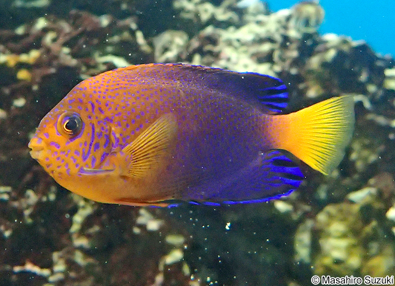 レンテンヤッコ Centropyge interrupta