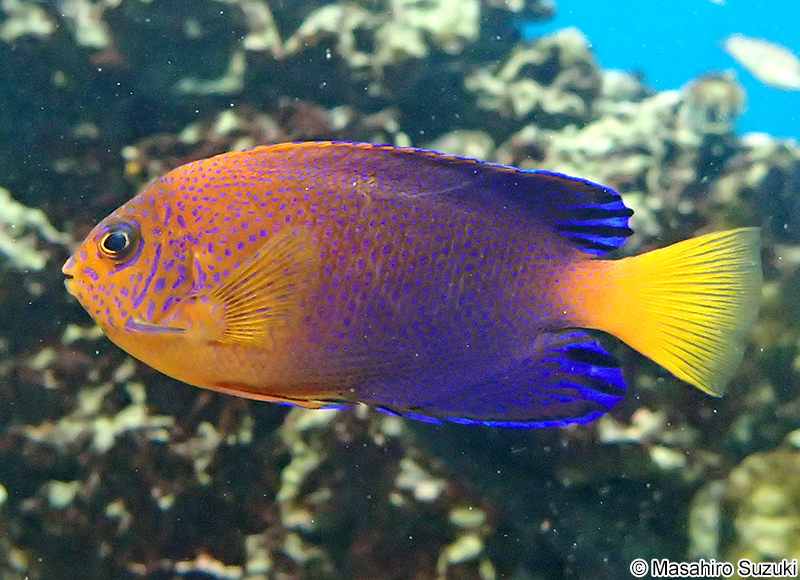 レンテンヤッコ Centropyge interrupta