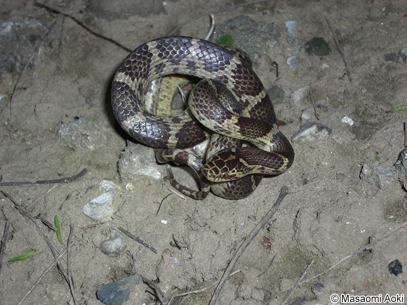 サキシママダラ Lycodon rufozonatus walli