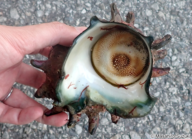 サザエ Turbo sazae