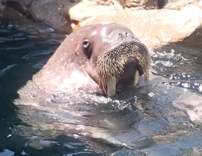 イヌ型亜目 Suborder Caniformia