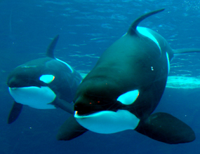 鯨河馬形亜目 Suborder Whippomorpha