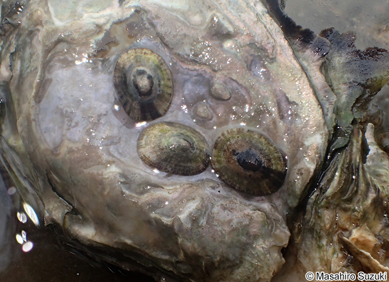 シボリガイ Patelloida pygmaea