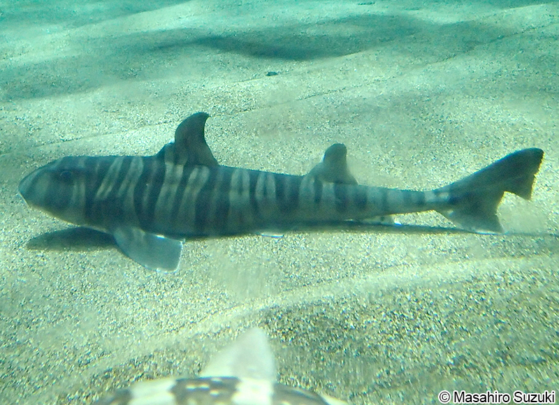 シマネコザメ Heterodontus zebra
