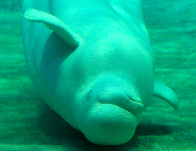 鯨河馬形亜目 Suborder Whippomorpha