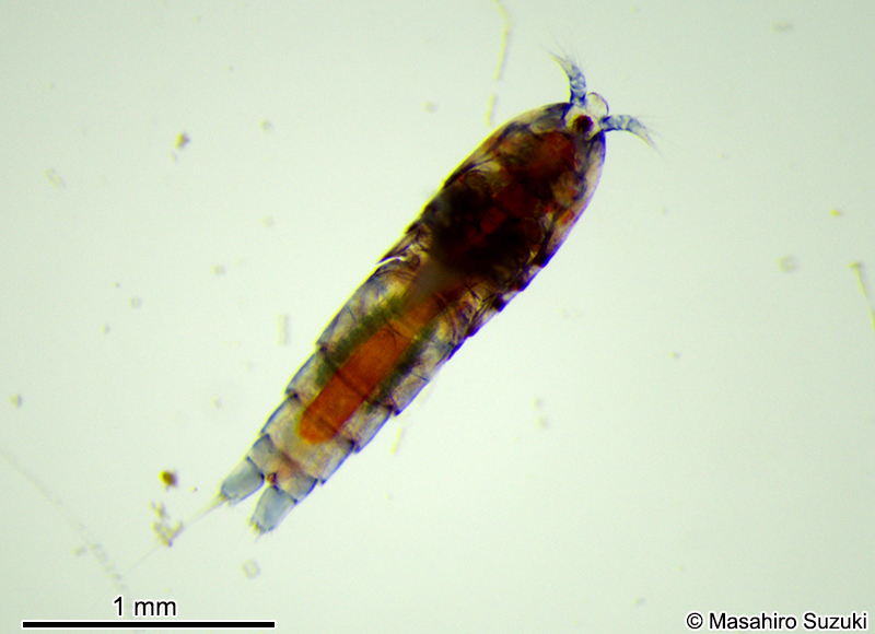 ソコミジンコ目の1種 Harpacticoida sp.