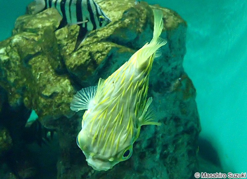 サザングローブフィッシュ Diodon nicthemerus