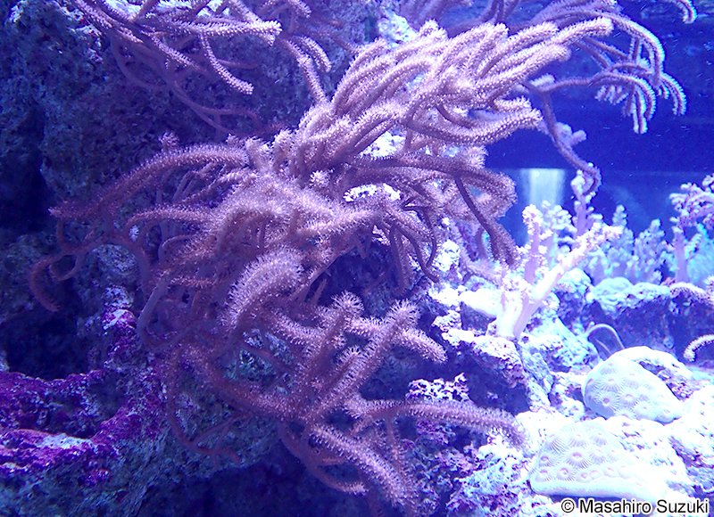 ススキムレヤギ Rumphella aggregata