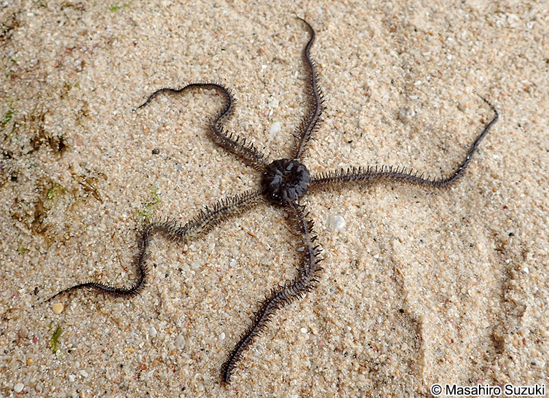 ウデフリクモヒトデ Ophiocoma scolopendrina (?)